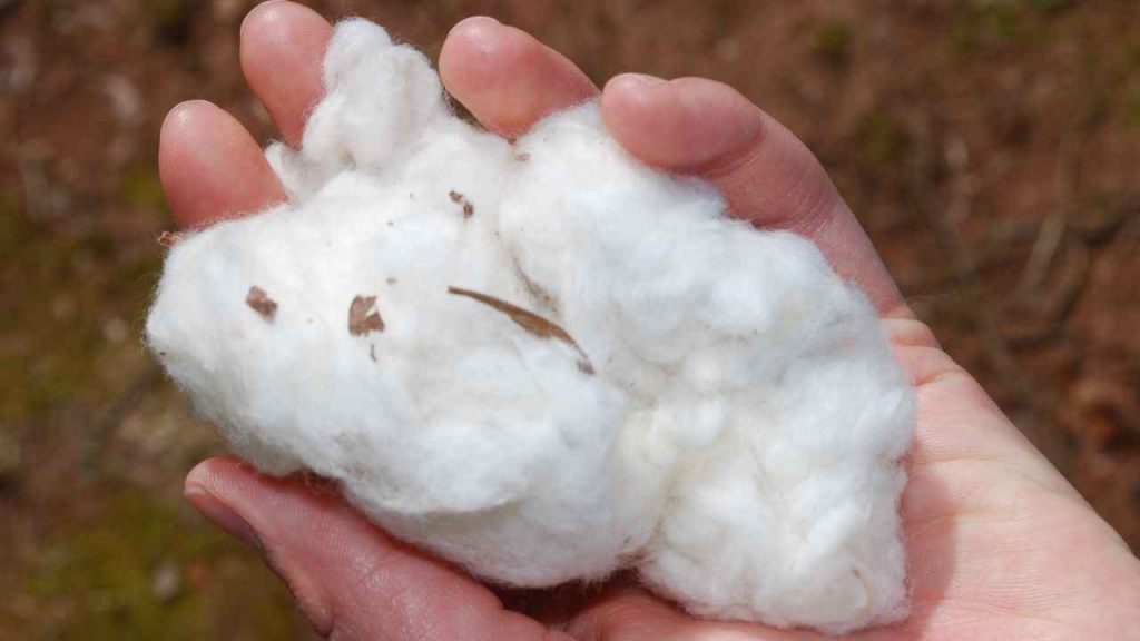 La magia del cotone: ti salva tutta casa e non lo sai. Usalo così ...