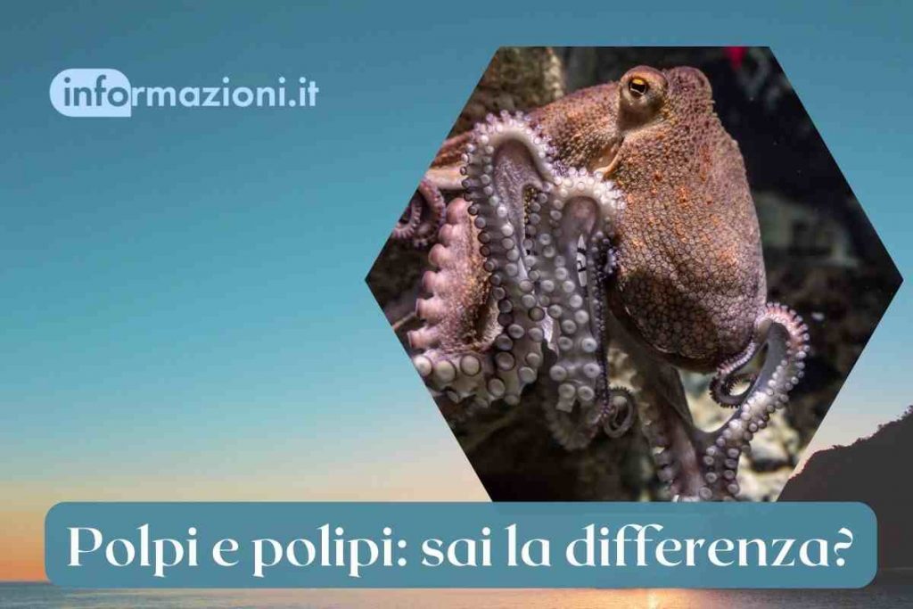 Polpo e Polipo, conosci la differenza fra i due animali? Le persone ...